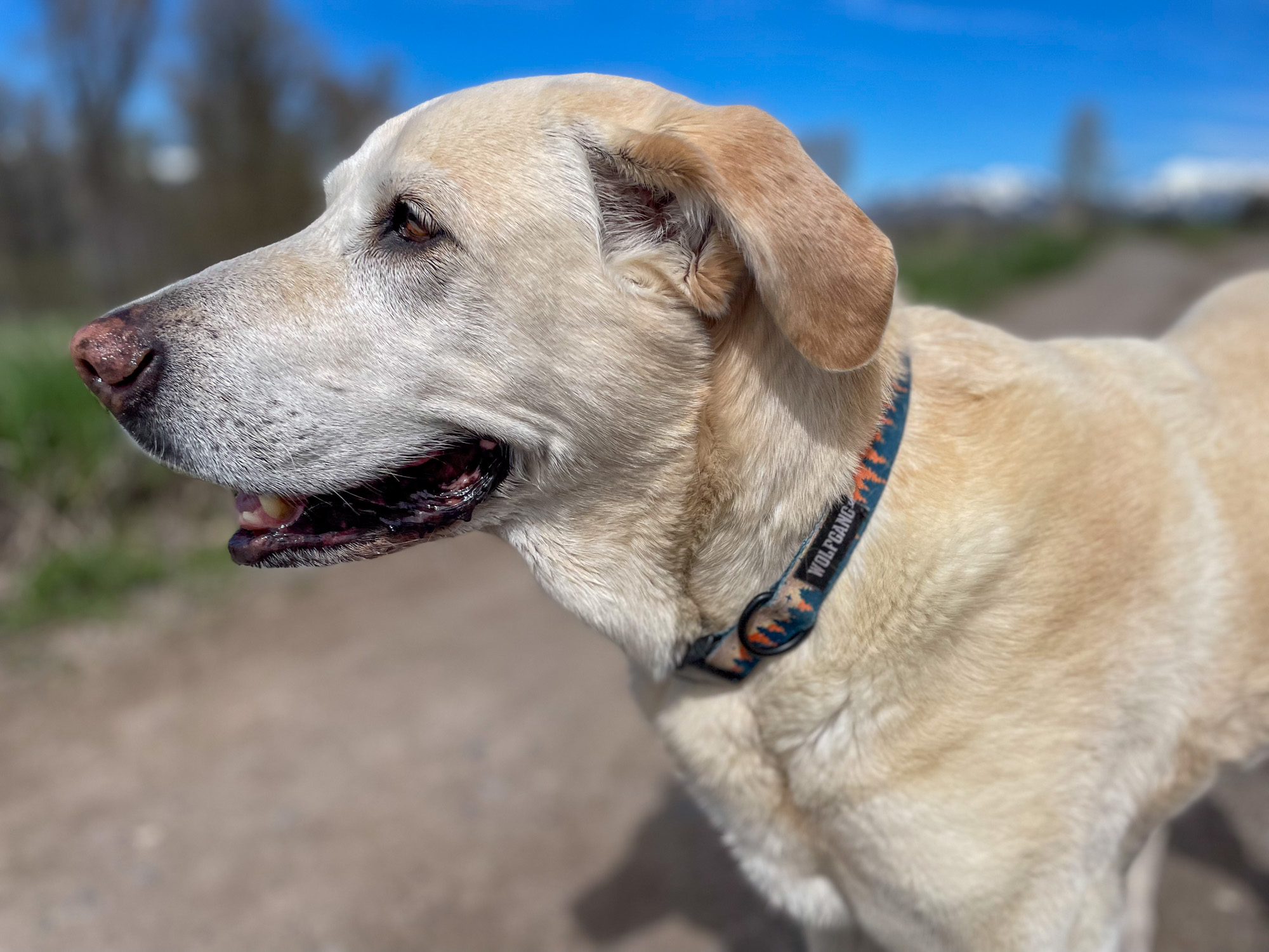 The Best Dog Collars of 2025 | GearJunkie Tested