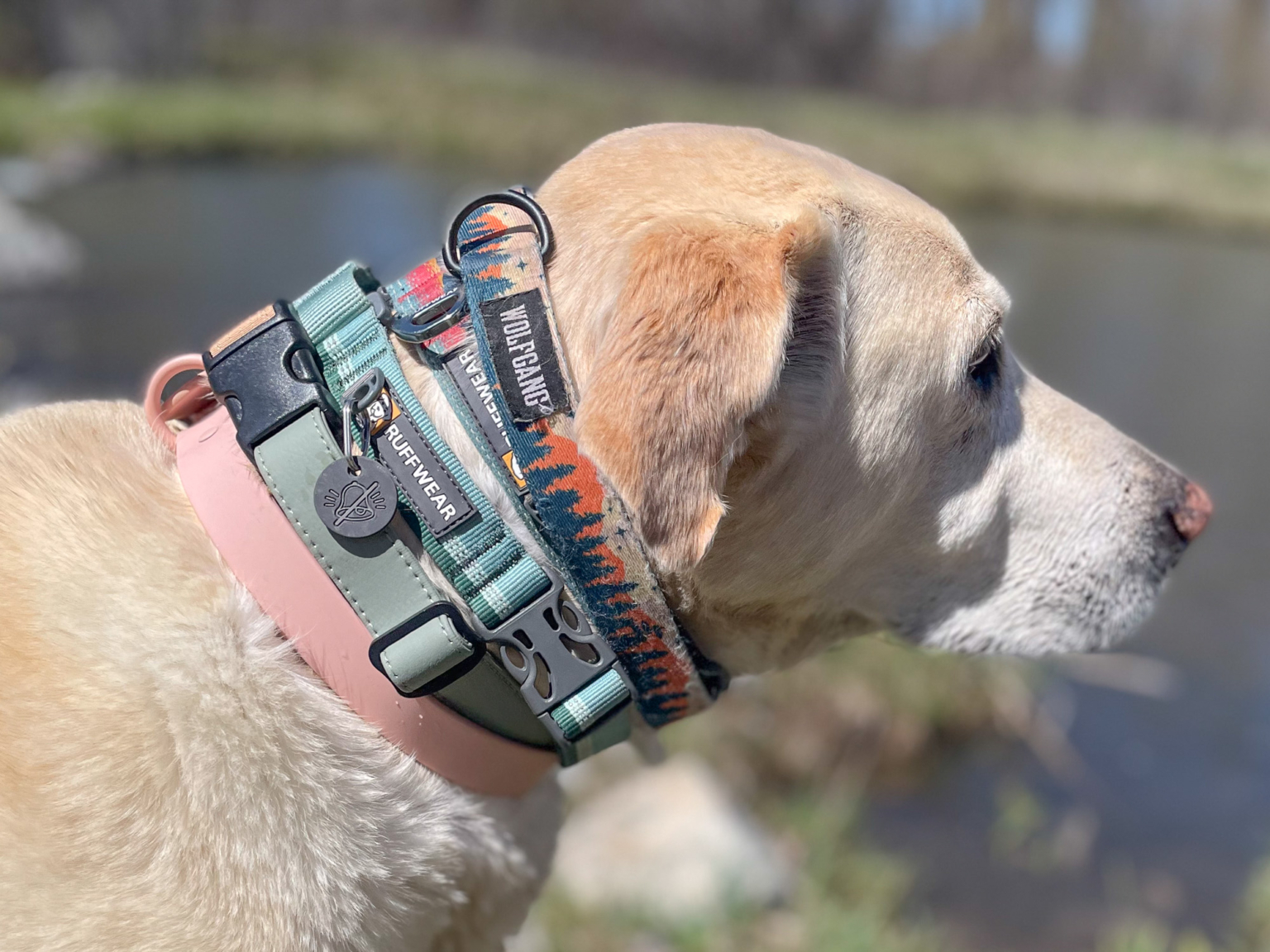 The Best Dog Collars of 2024 | Tested By GearJunkie