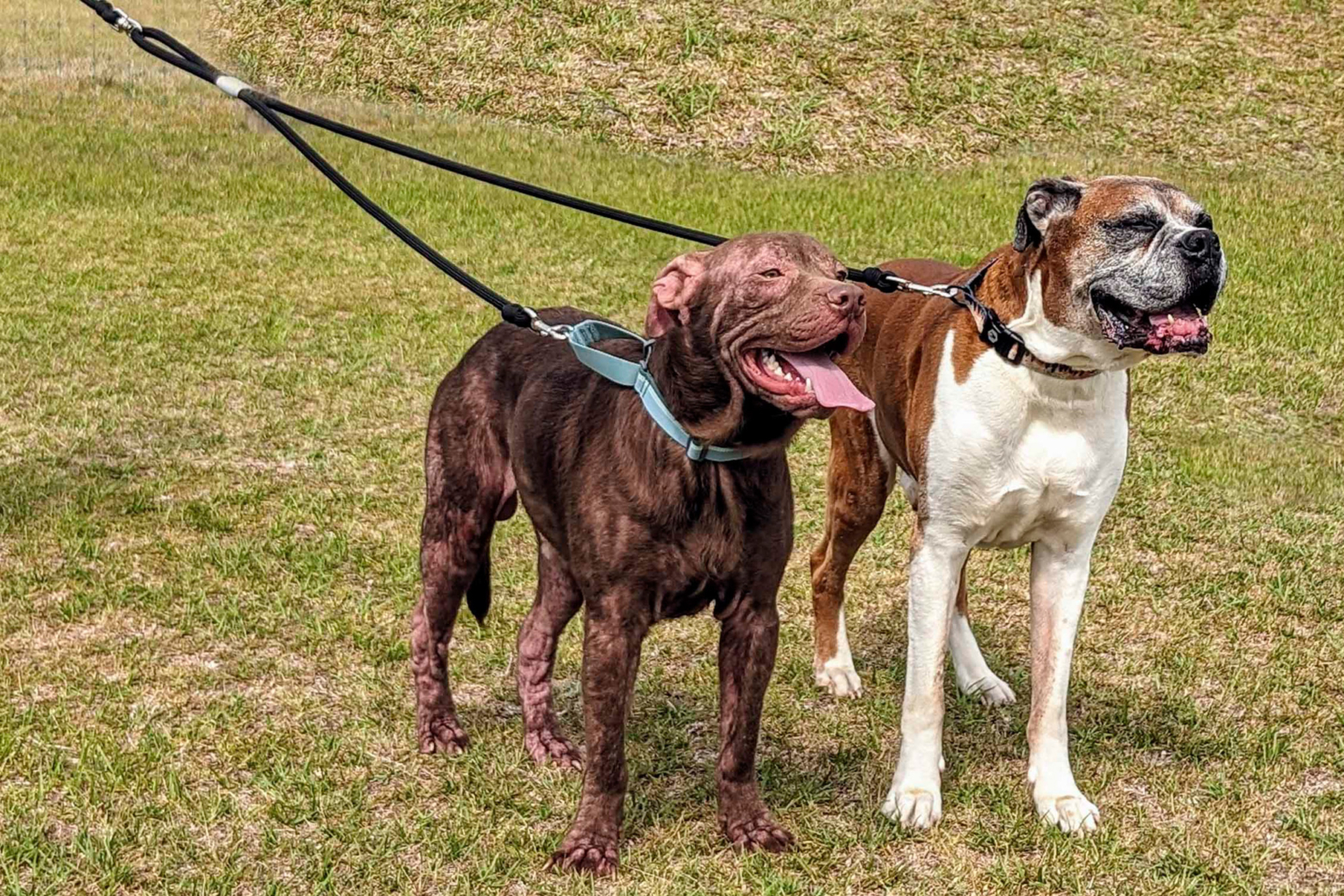 The Best Dog Leashes of 2025 | GearJunkie Tested