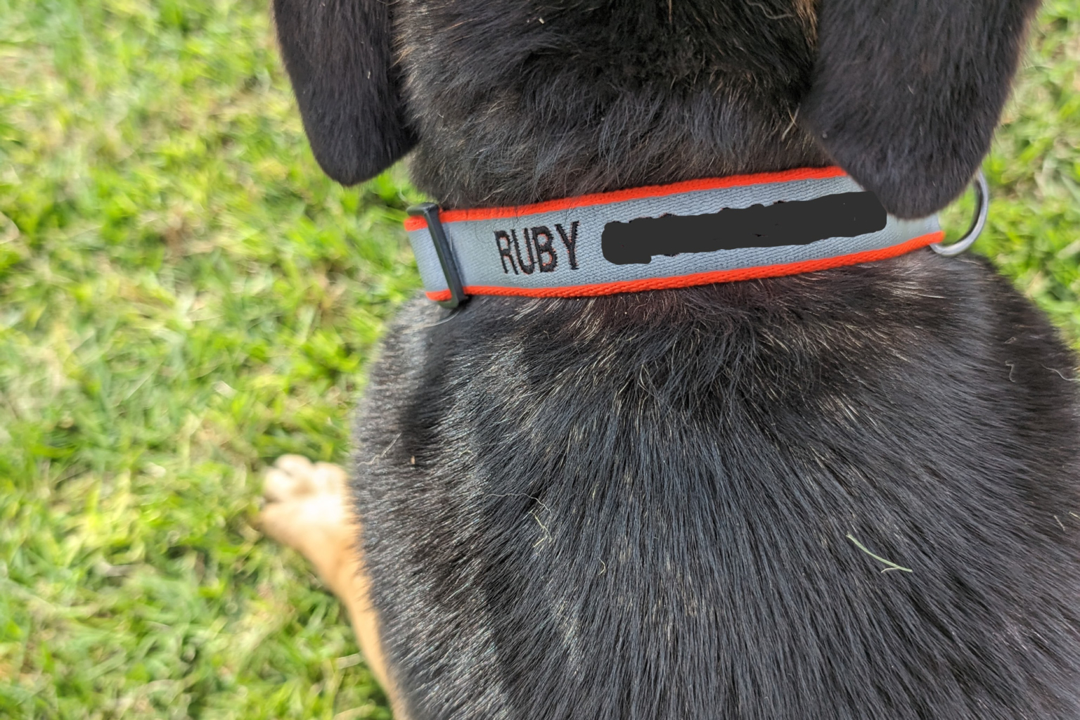 The Best Dog Collars of 2025 | GearJunkie Tested