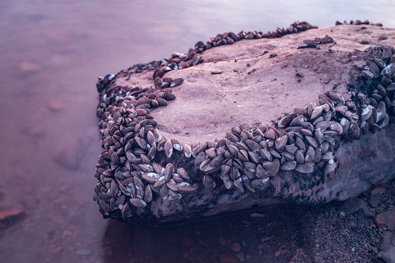 'Devastating': Invasive Zebra Mussels Found in Colorado River