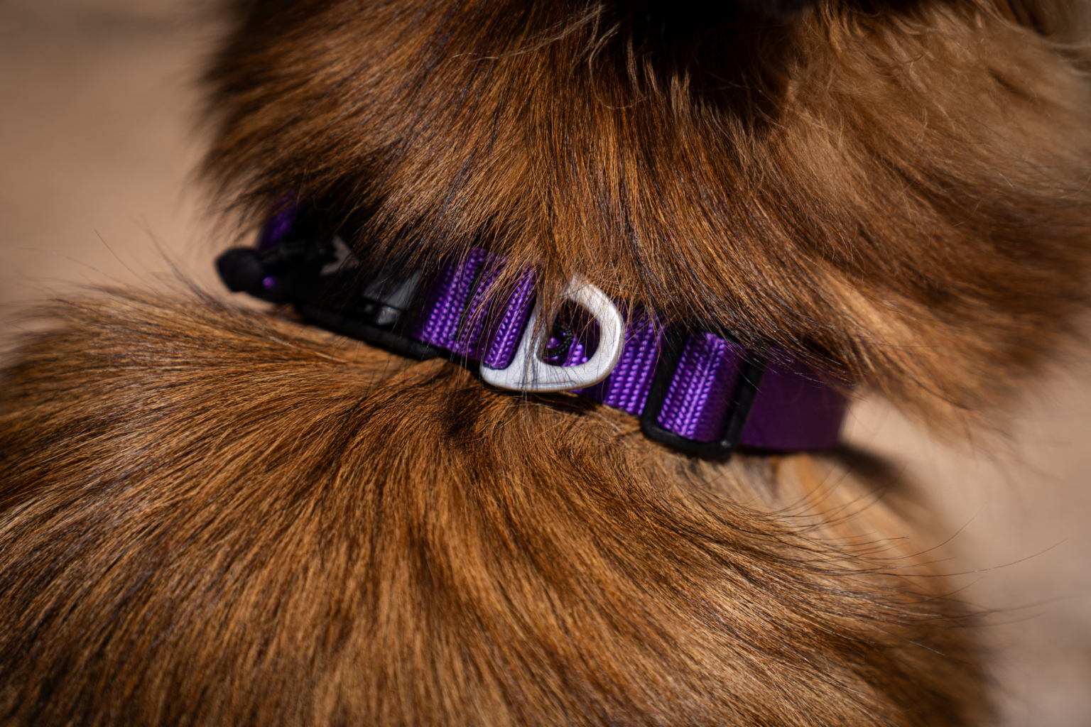 The Best Dog Collars of 2025 | GearJunkie Tested