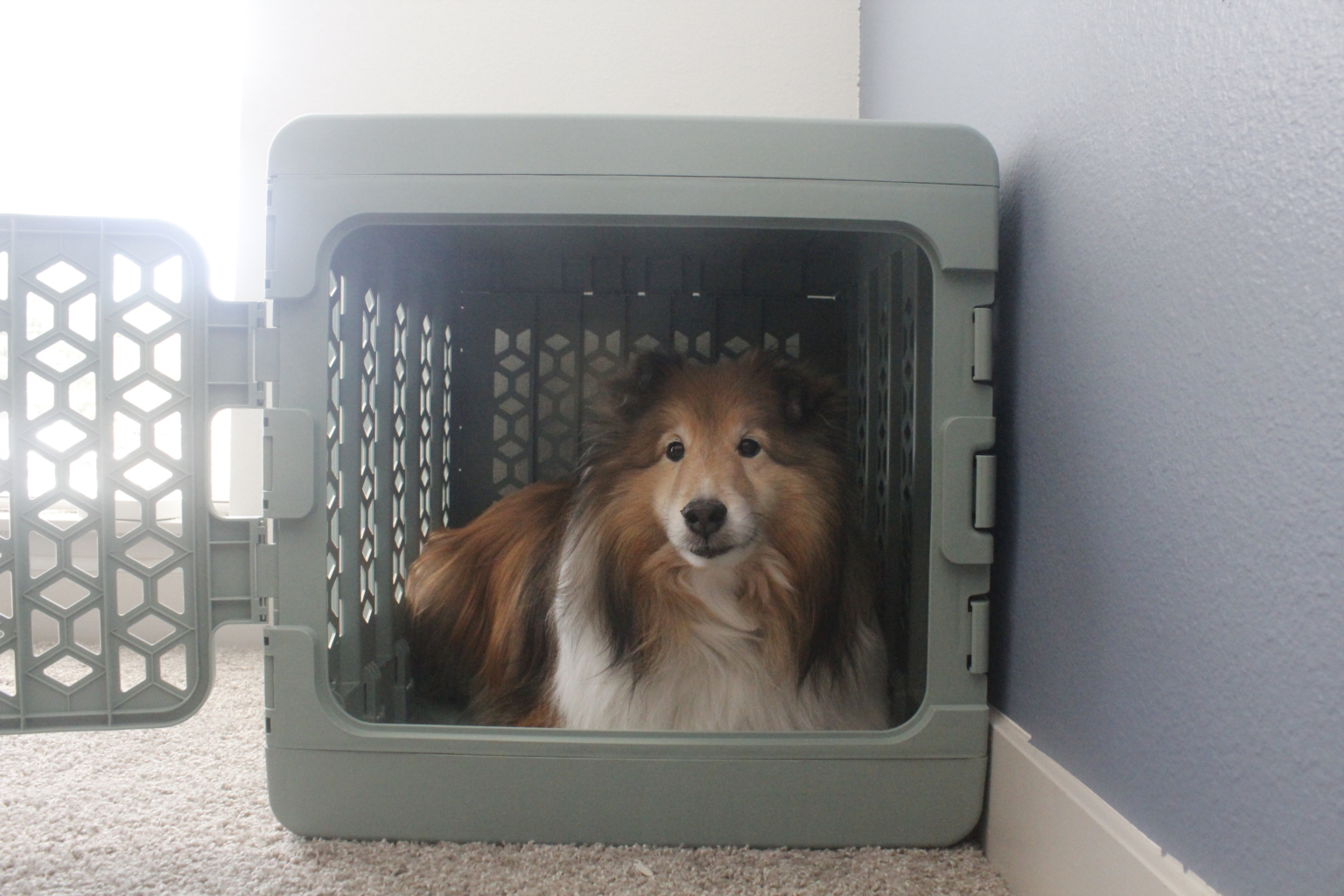 The Best Dog Crates of 2025 | GearJunkie Tested