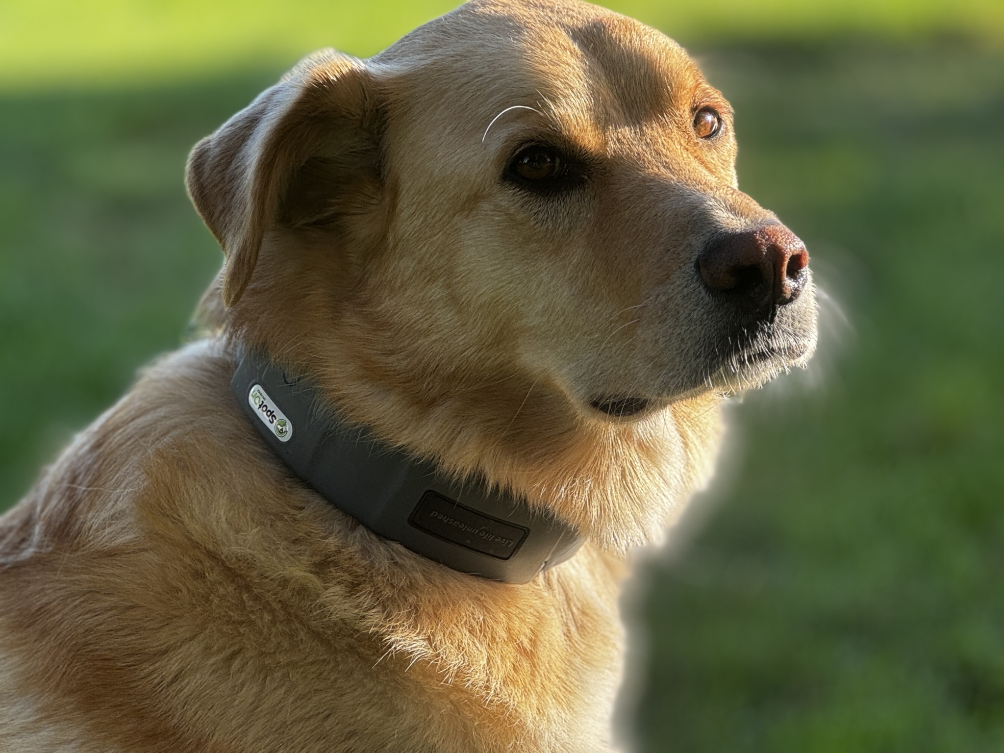 The Best Dog GPS Trackers of 2025 | GearJunkie Tested