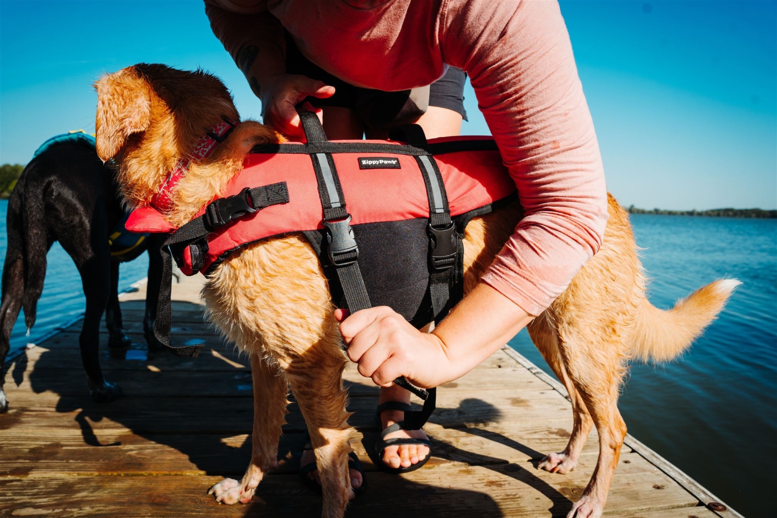 The Best Dog Life Jackets of 2025 | GearJunkie Tested