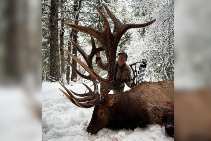 A New World Record Elk? Archer Bags Massive Bull on New Year's Eve ...
