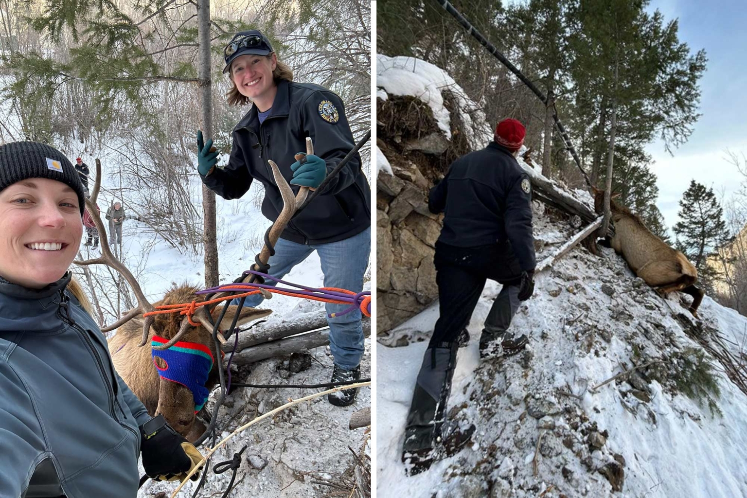 Ice Climbers Help Colorado SAR Rescue Elk Tangled in Ropes | GearJunkie