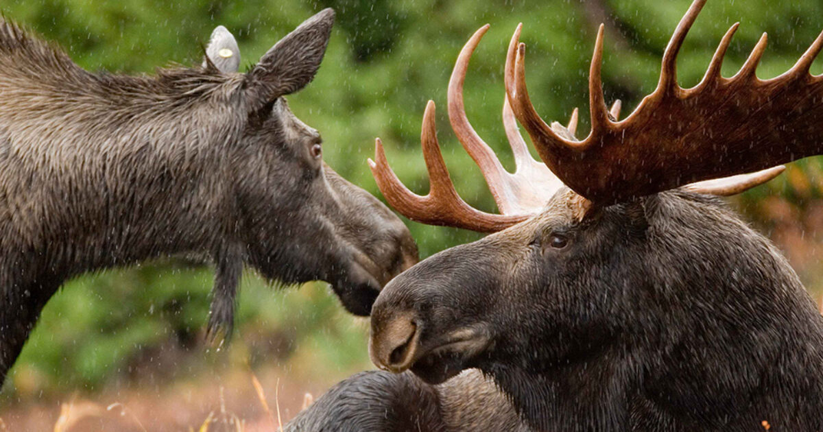 OSI Plays Matchmaker (2017) - Open Space Institute