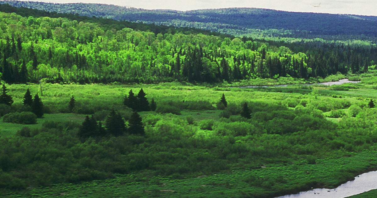 Northern Forest Protection Fund Awarded Grants to Expand Land ...