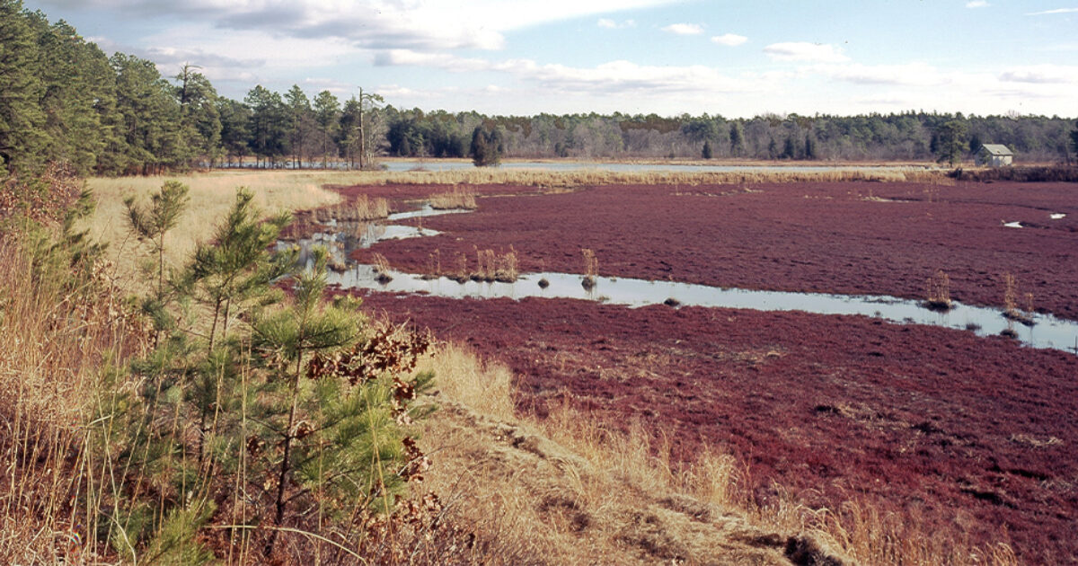 From Bogs to Bounty (2021) - Open Space Institute