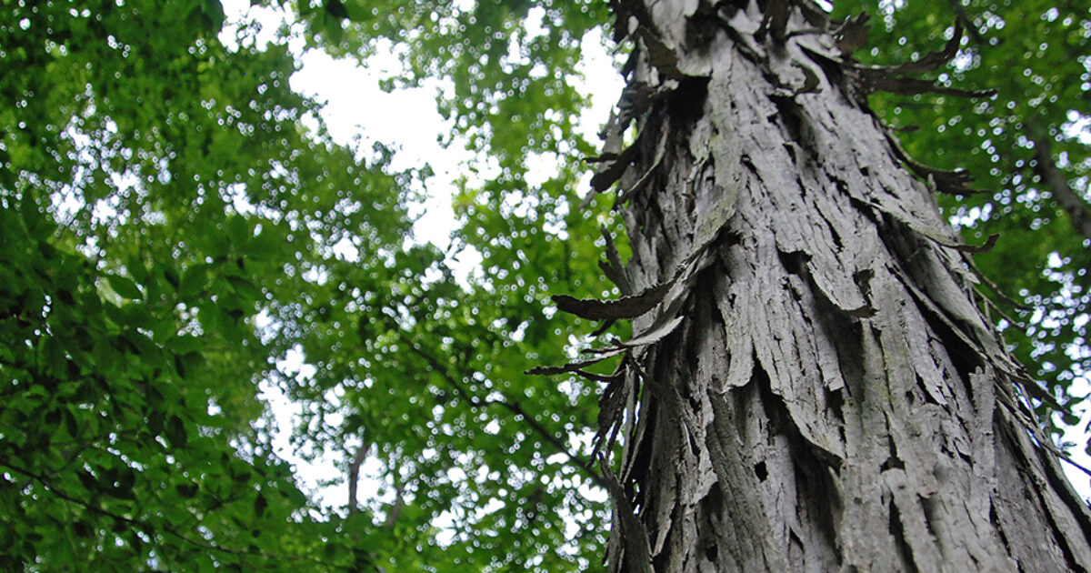New Nature Preserve Created in Northern NJ, Thanks to Open Space ...