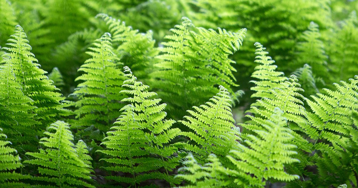 Annual Reports - Open Space Institute (en-US)