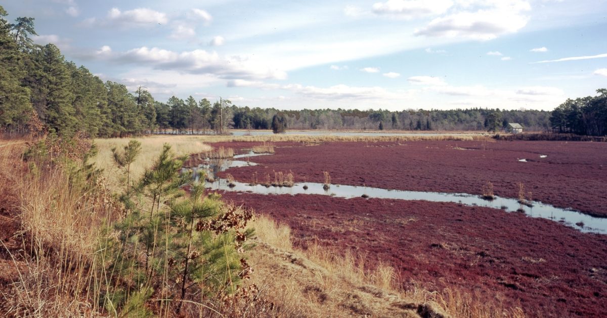 From Bogs to Bounty (2021) - Open Space Institute (en-US)