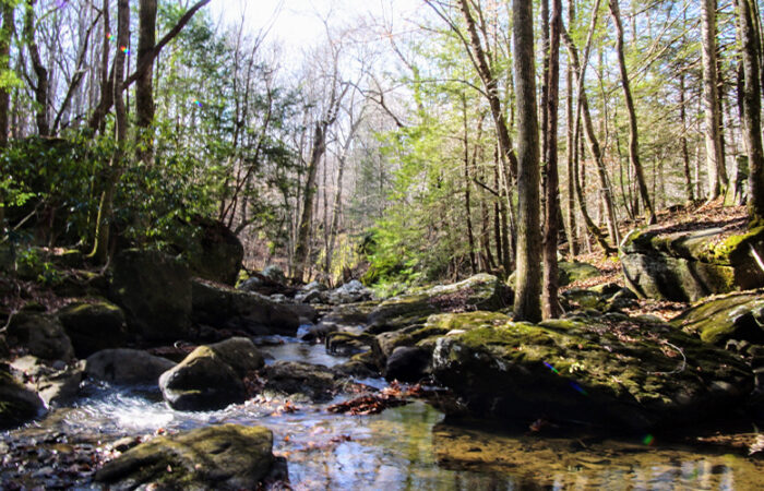 OSI Grant Safeguards Land for Two Central Tennessee Natural Areas ...