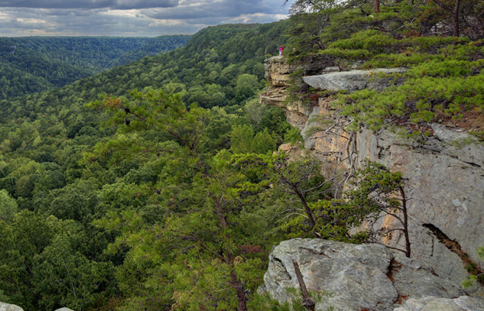Conservation Forestry Network Hosts Workshop On Managing Forests For conservation-forestry-network-hosts-workshop-on-managing-forests-for