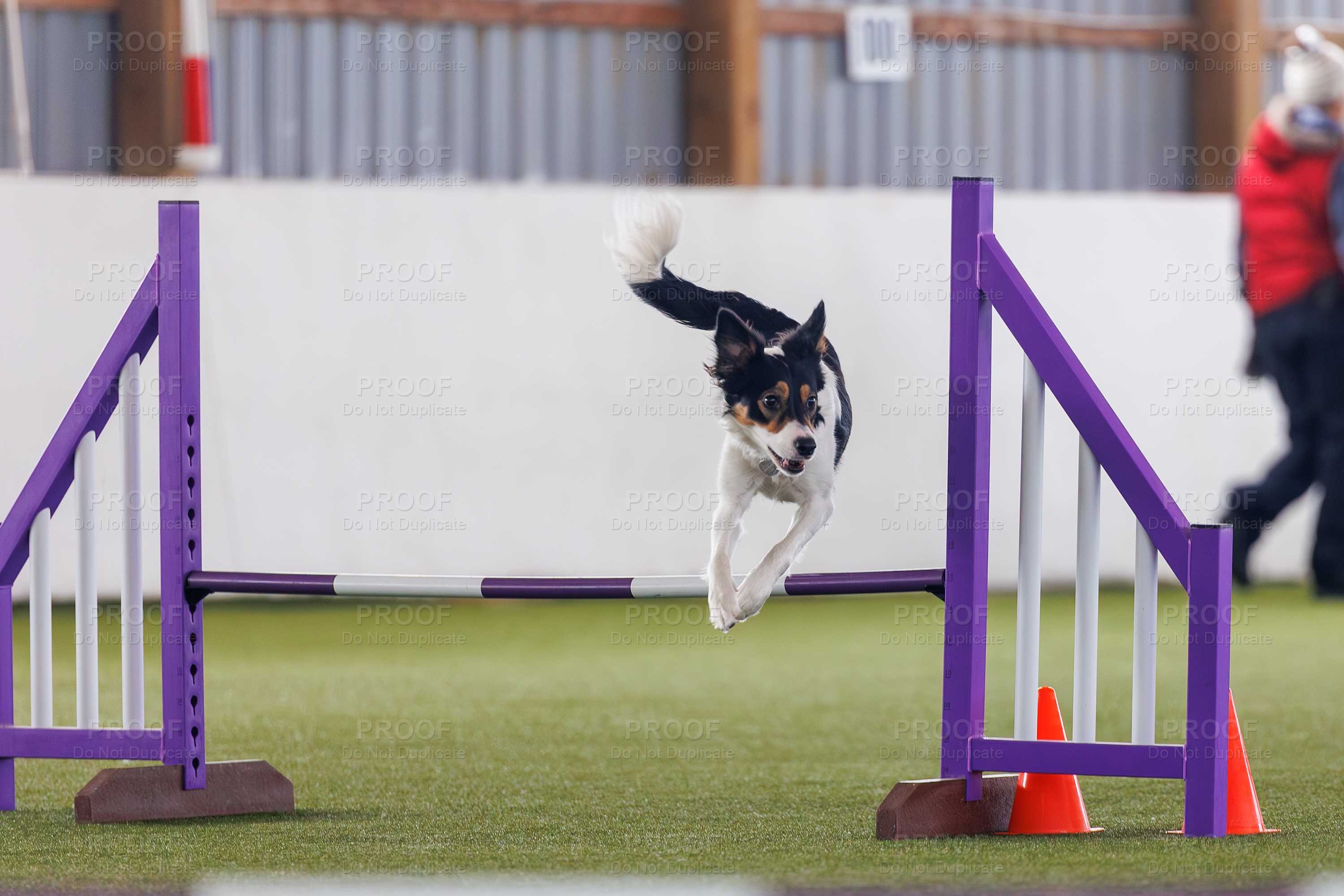 BYC Jan 2025 - Event Proofs - Paw-Parazzi Photography