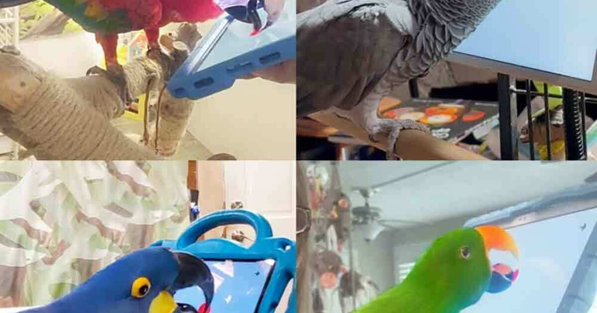 Animals Take Control: Technology for Enrichment and Connection