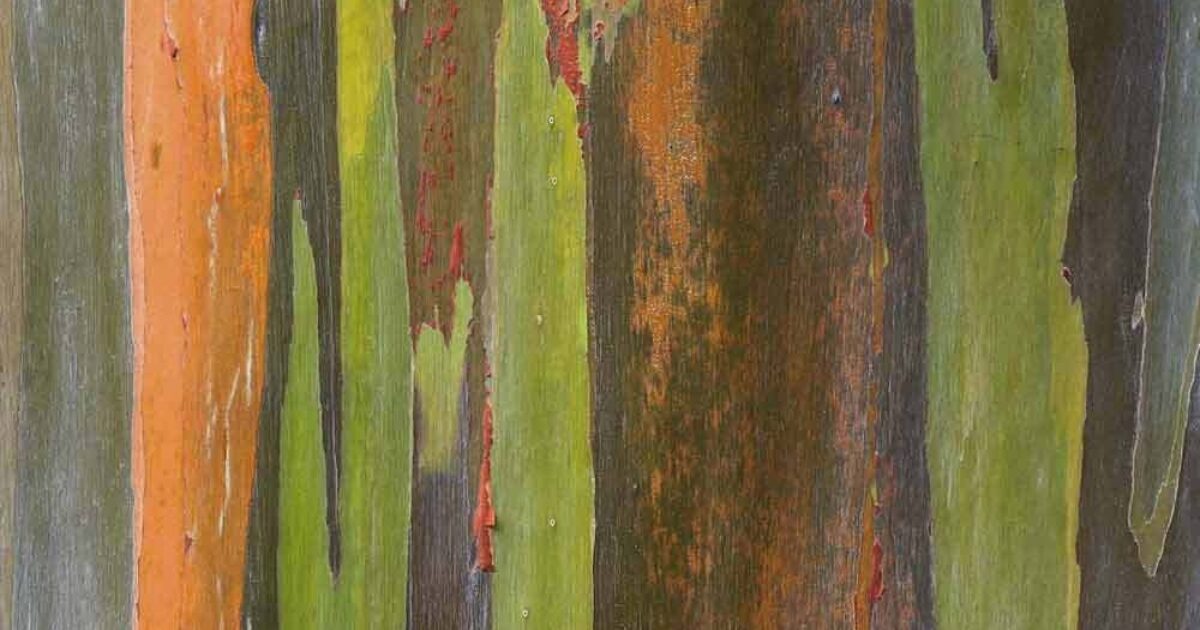 Branching Out: Trees as Art