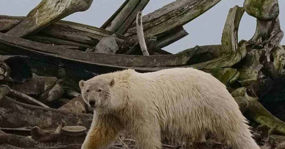 Down To The Bone: Edward Koren and Stephen Gorman | PEM Exhibition