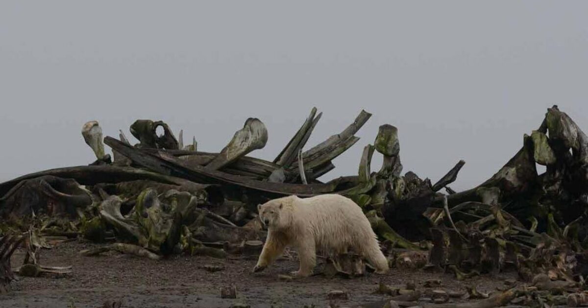 PEM shows a changing planet through the eyes of two artists