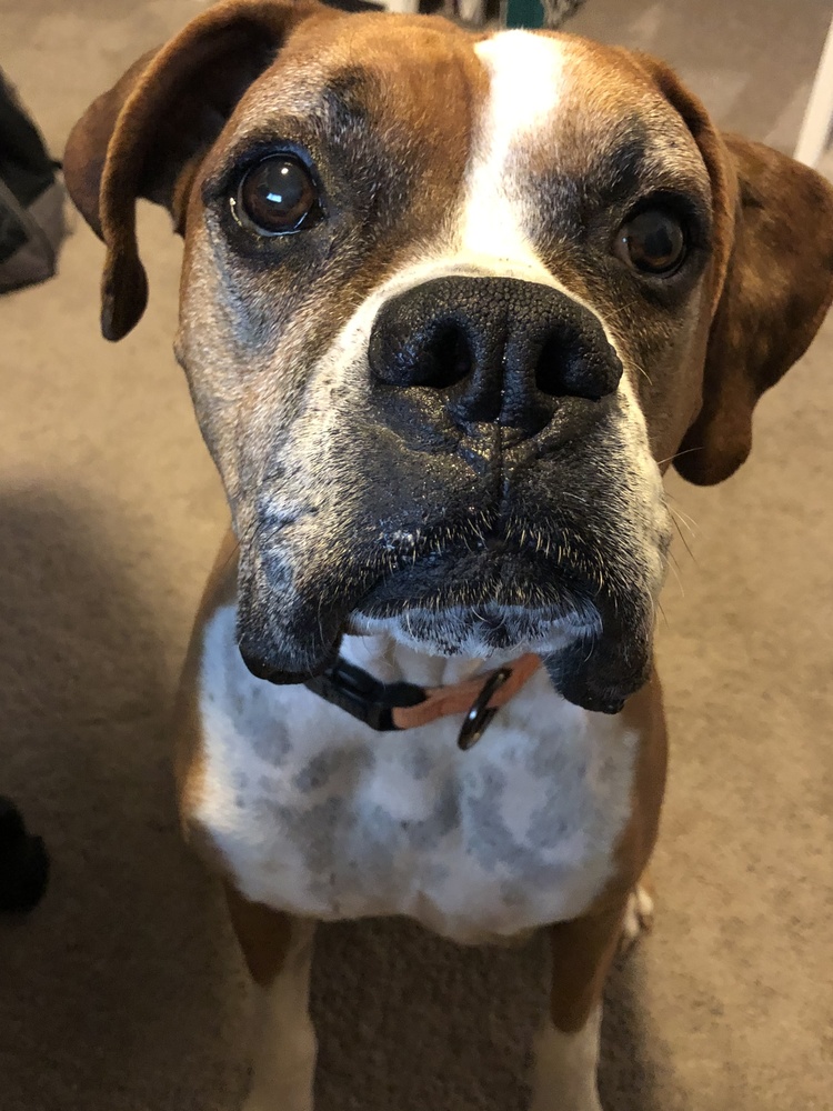 devon boxer rescue