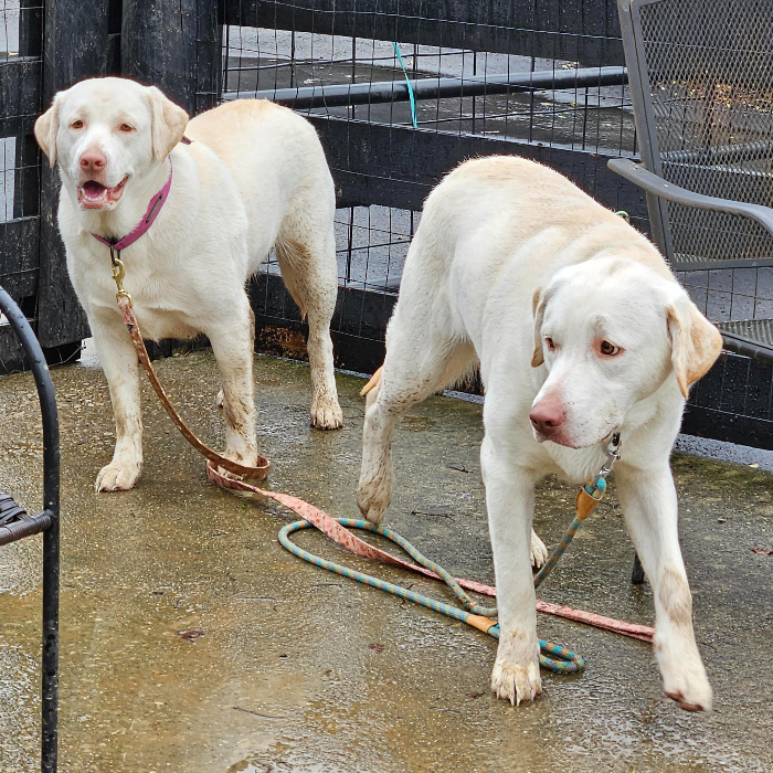 GRRAND - Golden Retriever Rescue 🐕