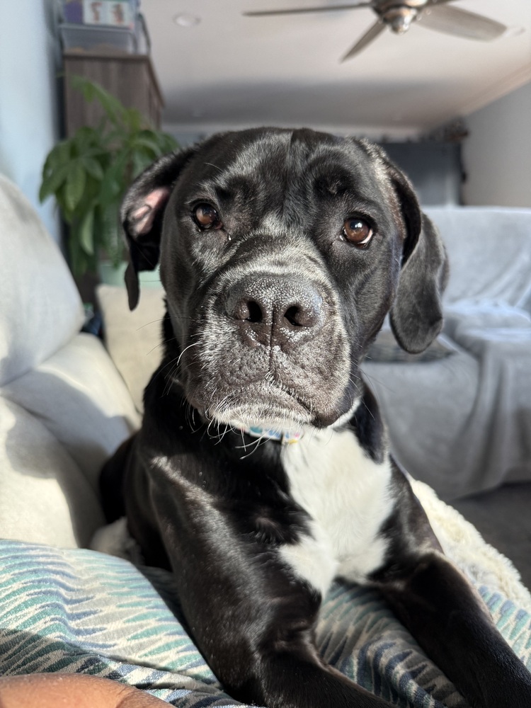 brittany walker boxing