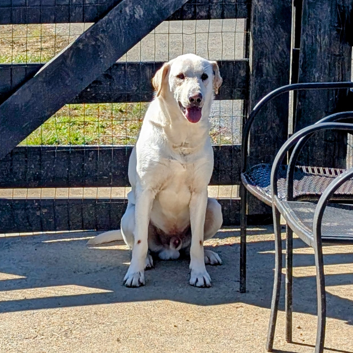GRRAND - Golden Retriever Rescue 🐕
