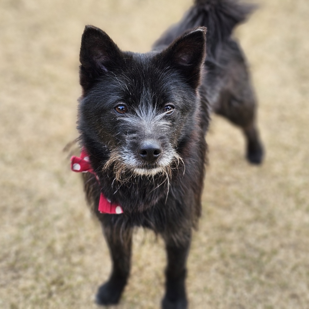 Find a Dog | Welcome Dog Korea