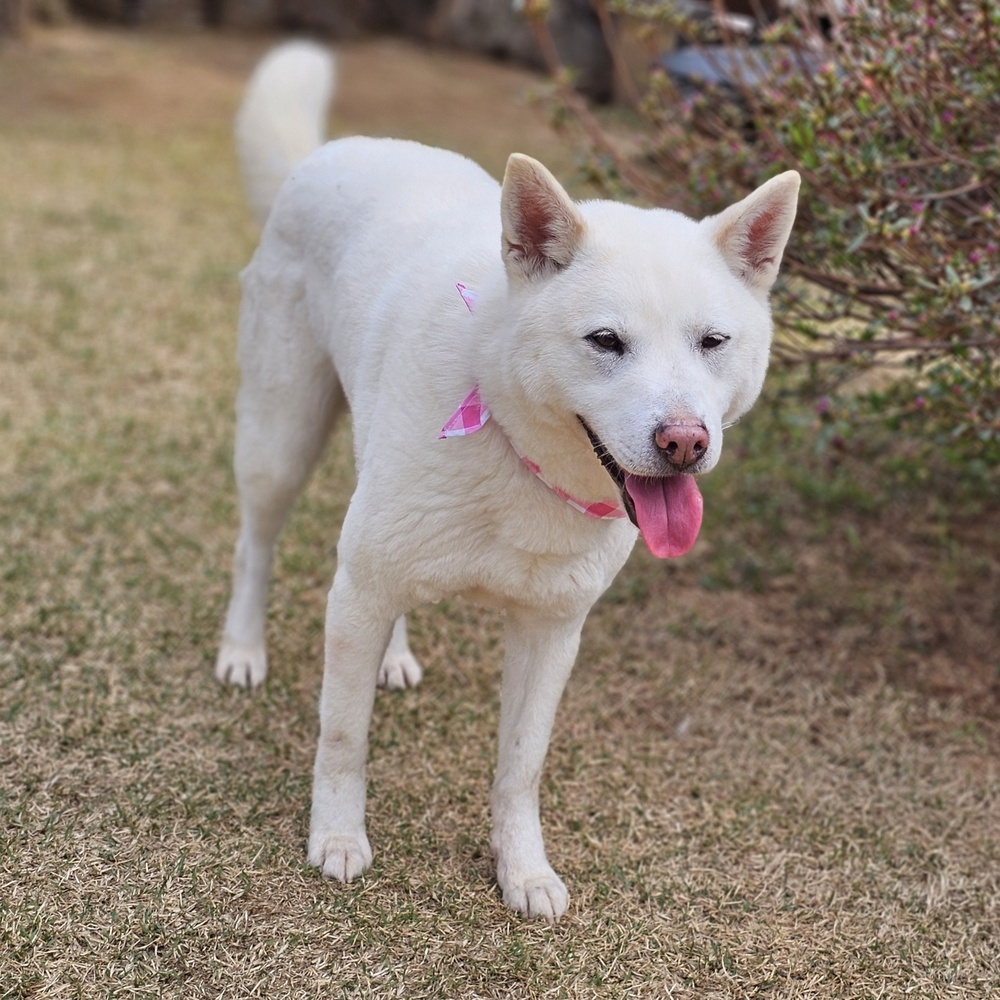 Find a Dog | Welcome Dog Korea