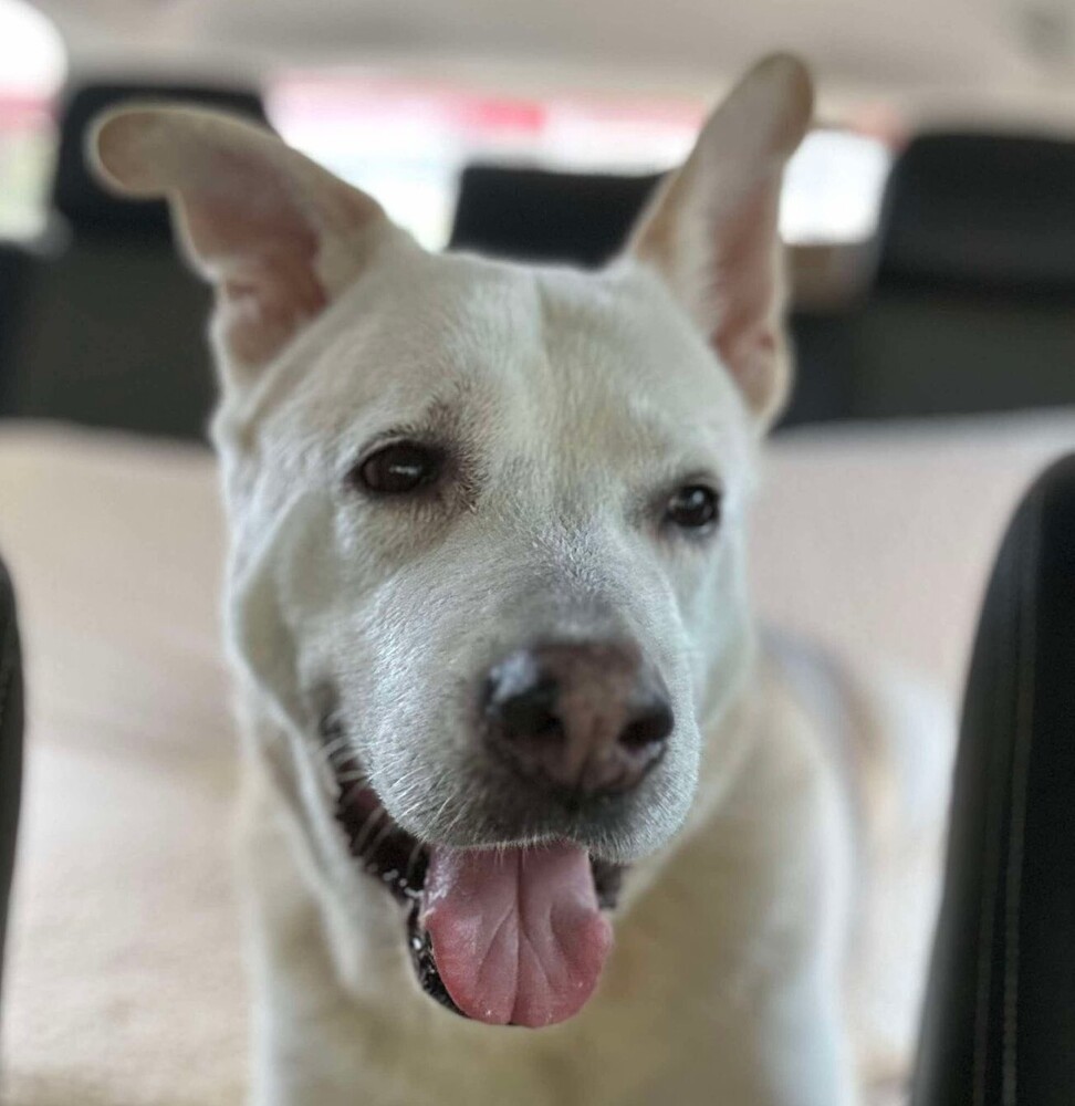 brittany walker boxing