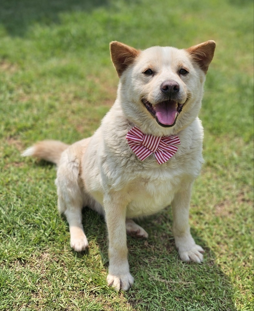 Find a Dog | Welcome Dog Korea