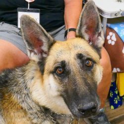 king shepherd adoption