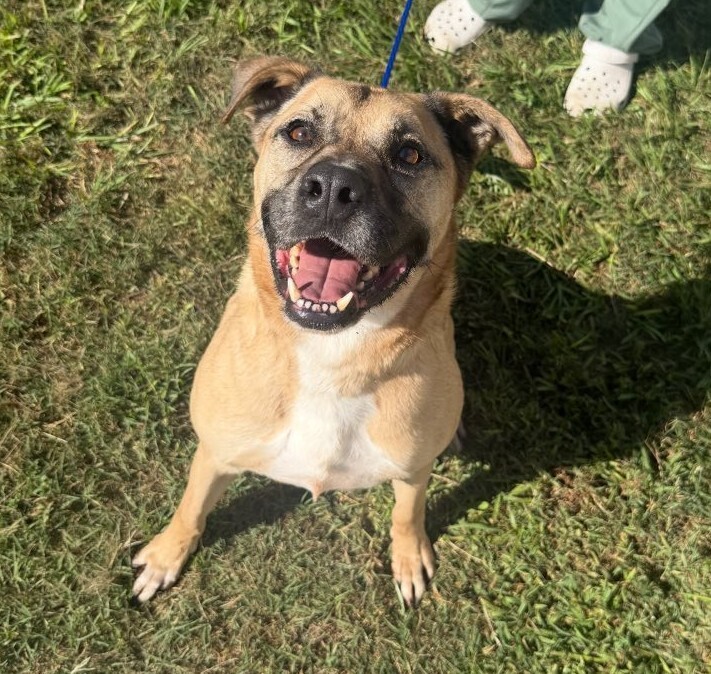 brittany walker boxing