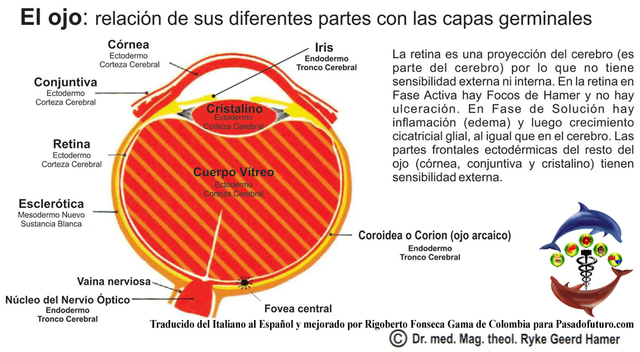 EMBRIOLOGÍA DEL OJO timeline | Timetoast timelines