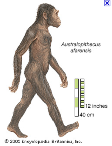 Evolución de los Seres Vivos timeline | Timetoast timelines