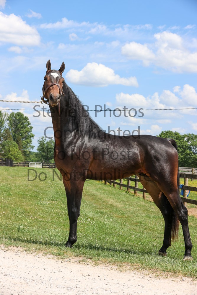 DVF - - Farms & Portraits - 2023 - Stevie Bagdasarian Photos