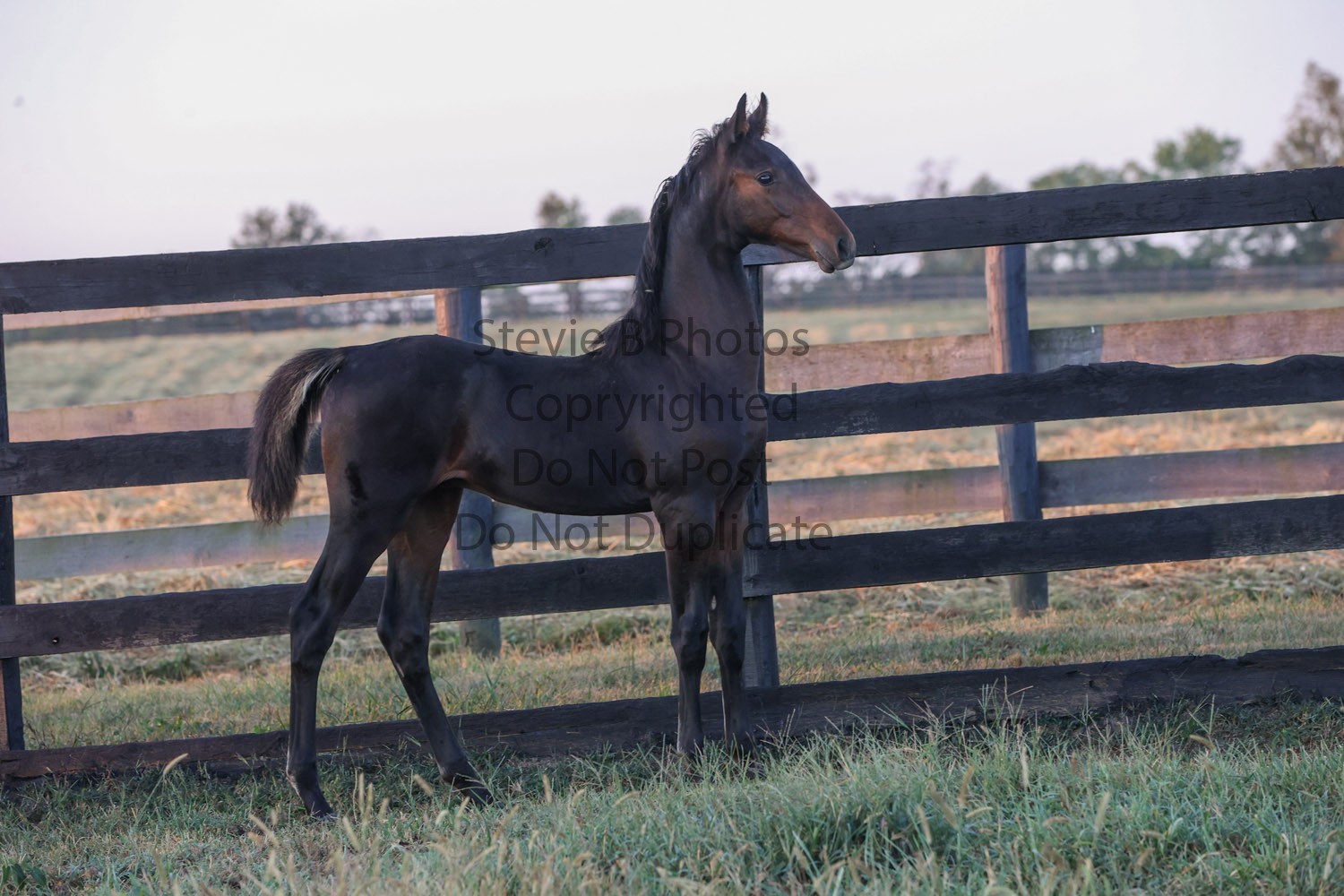 Cotterman Colt - Farms & Portraits - 2024 - Stevie Bagdasarian Photos