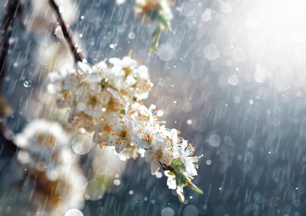 Rain in the Springtime — Today Daily Devotional
