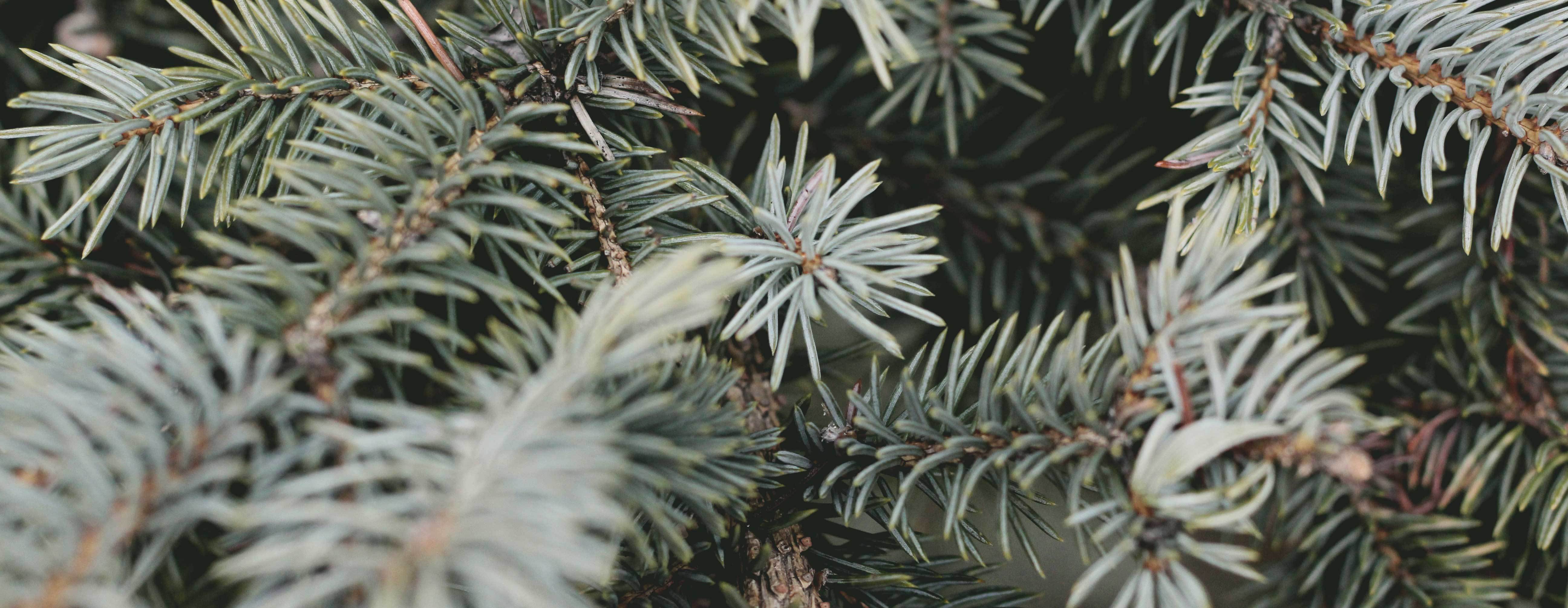 The Jesse Tree: A Family Devotional and Craft for Advent — Today Daily ...