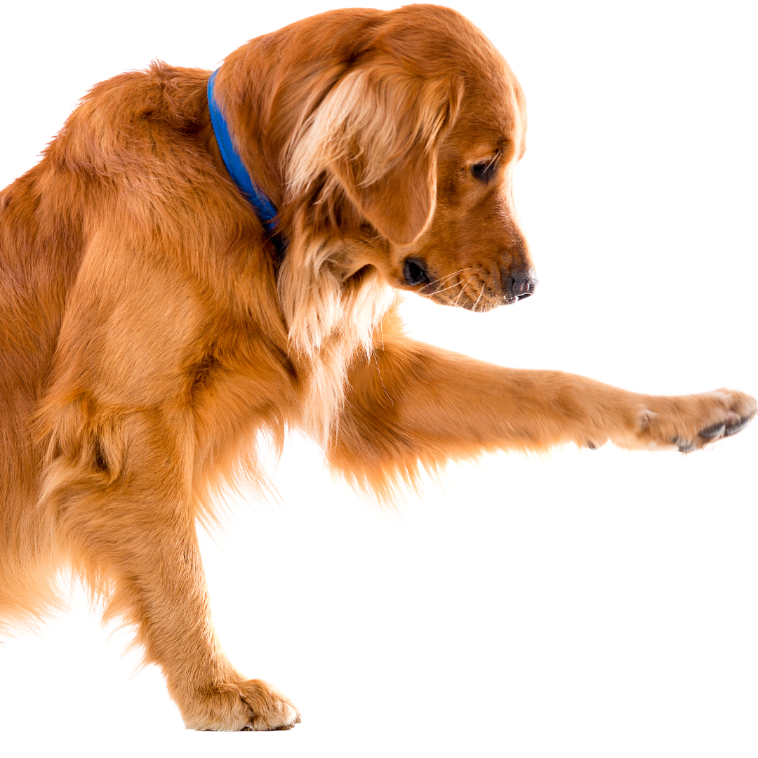 Learn Fun Beginners French for kids